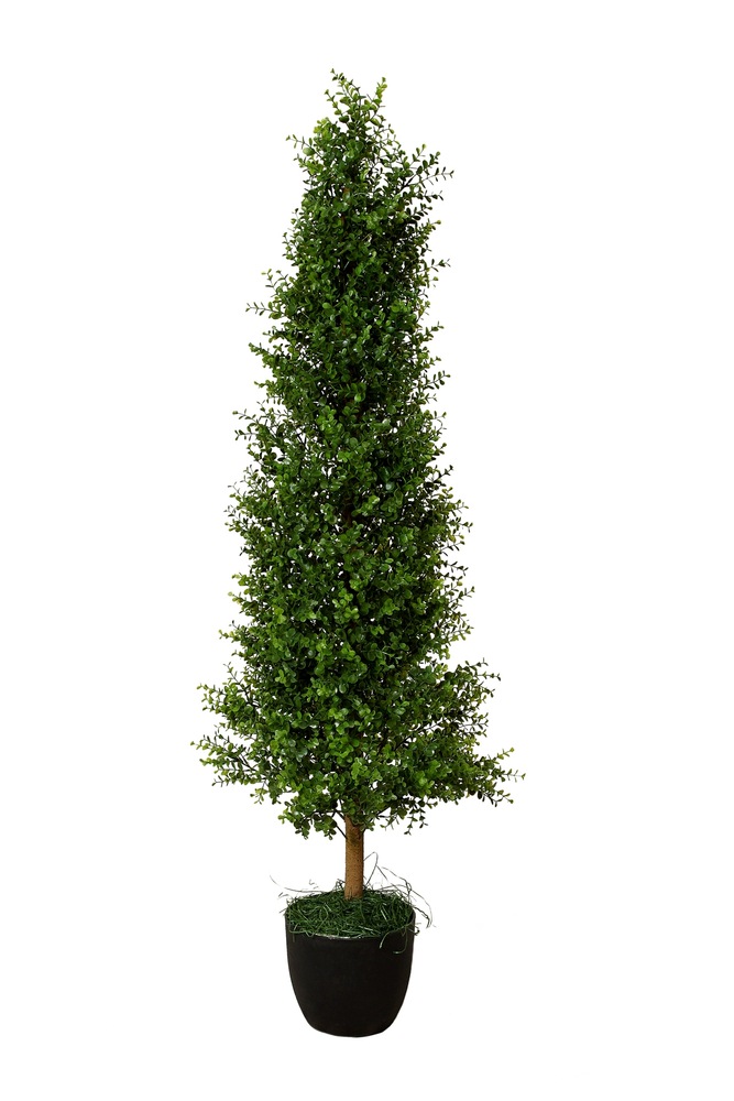 Plastic Cone Boxwood Tree in Pot, 5-ft | Canadian Tire