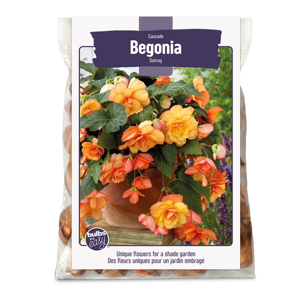 Bulbs Are Easy, Cascade Sunray, Begonia Bulbs, Ready to Plant for your ...
