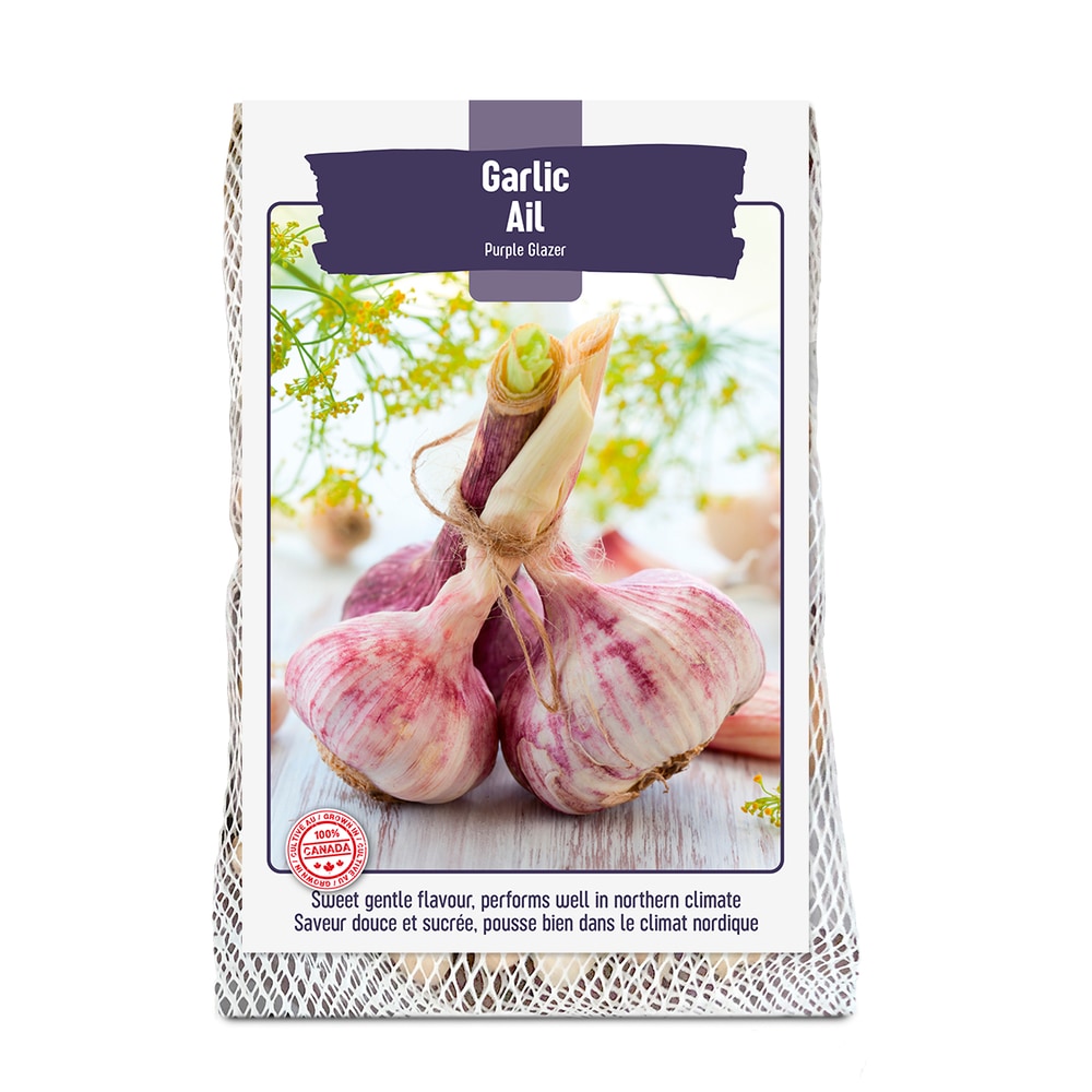 Bulbs Are Easy, Purple Glazer Fall Garlic Bulb, Ready to Plant for your ...