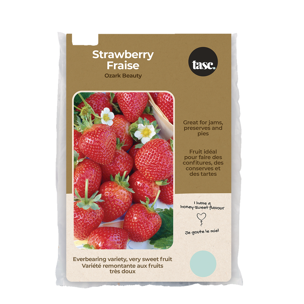 Bulbs Are Easy, Ozark Beauty - Semences de fraises, prêts à planter ...