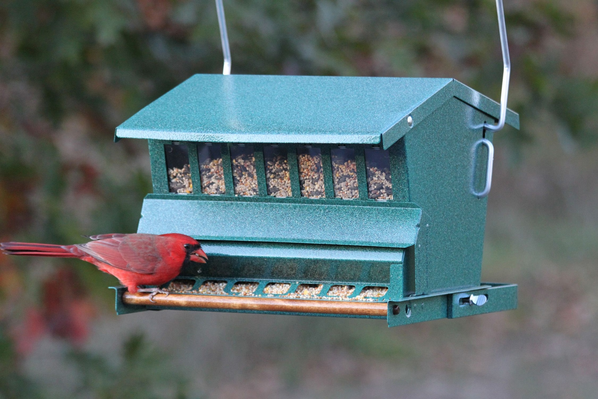 Canadian tire bird feeder store