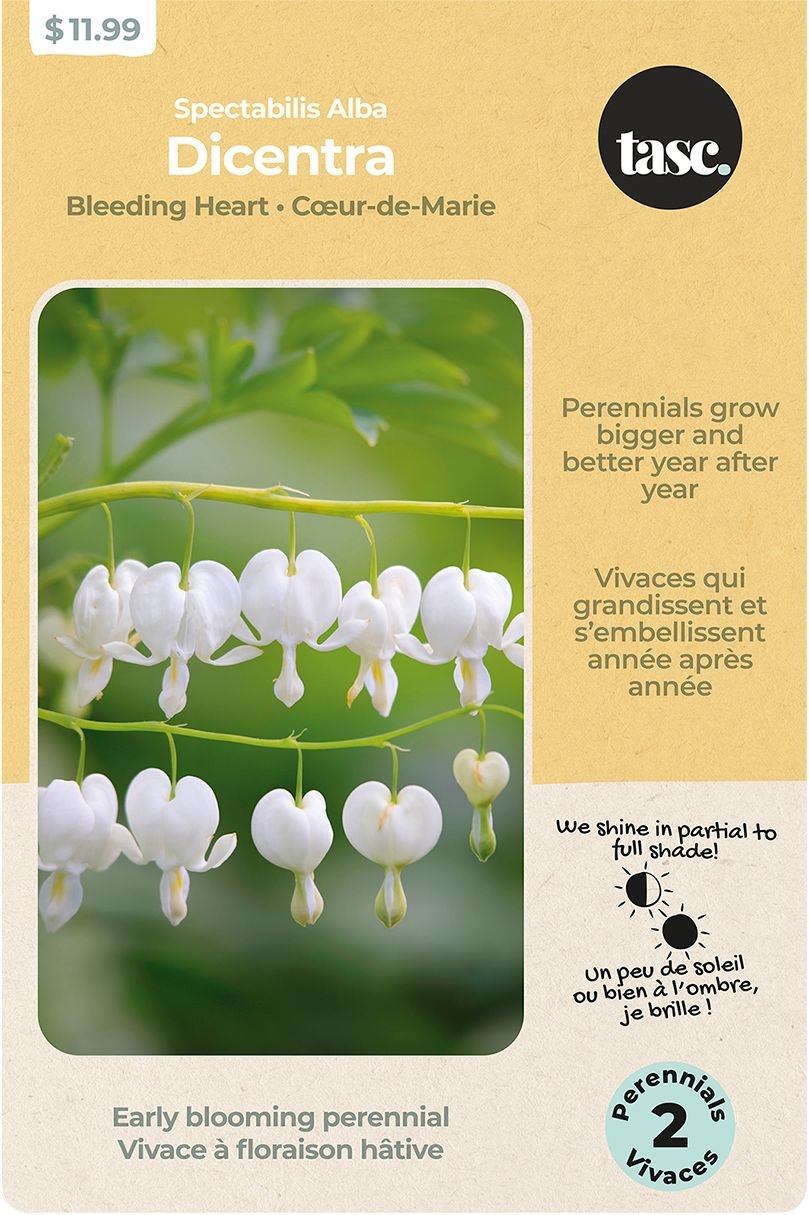Bulbes d'alba Dicentra spectabilis Bulbs Are Easy | Canadian Tire