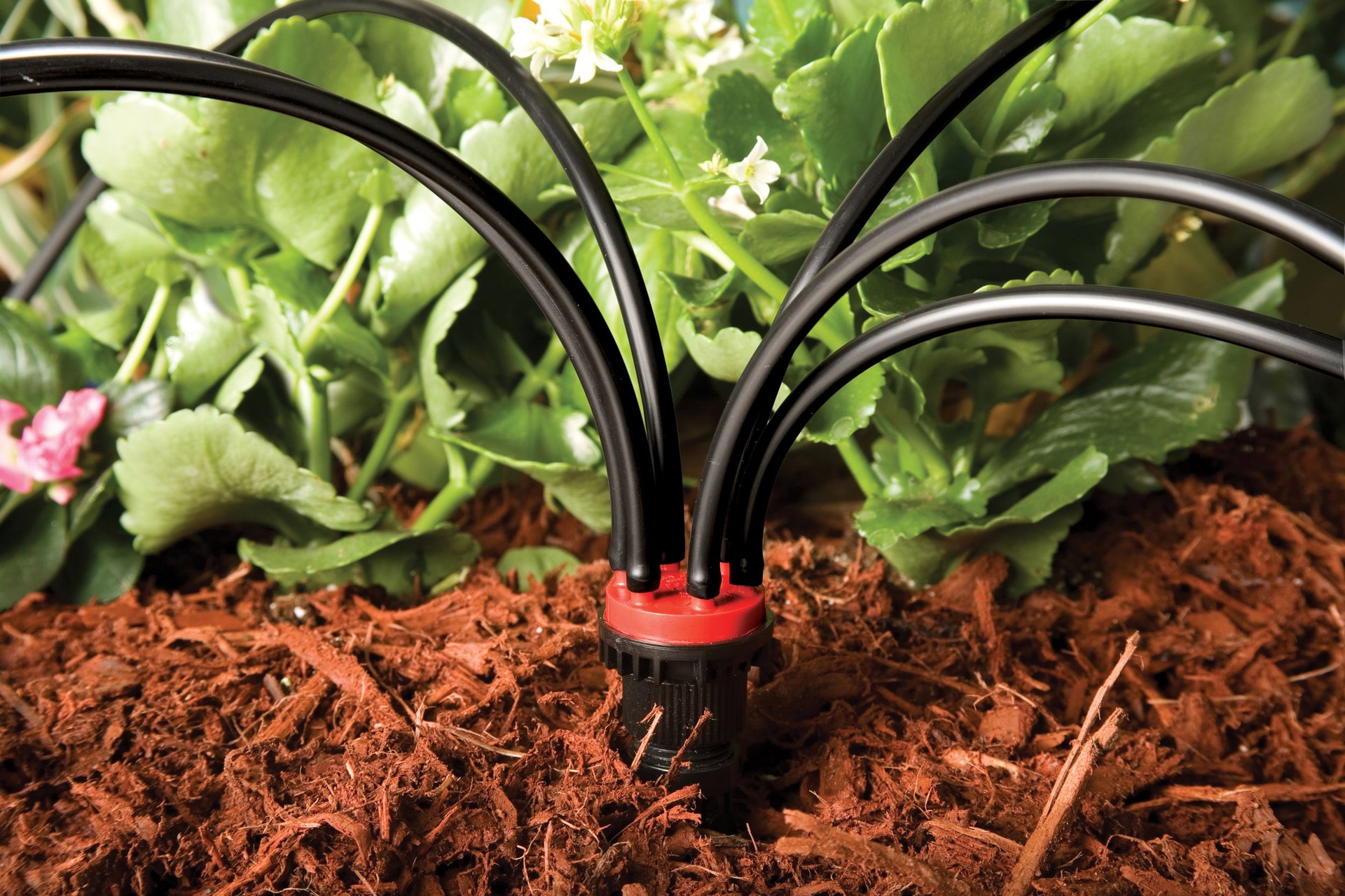 Rain Bird MANIF21PK Drip Irrigation 6-Port Manifold, 2.0 GPH Water Flow ...
