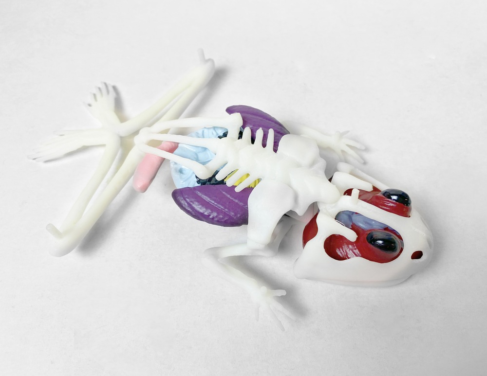 Dissect It Frog Lab Synthetic Dissection Kit, 10 pc Set For Kids, Ages ...