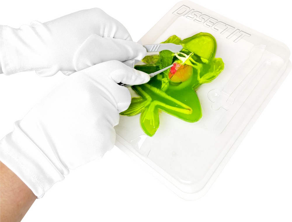 Dissect It Frog Lab Synthetic Dissection Kit, 10 pc Set For Kids, Ages ...