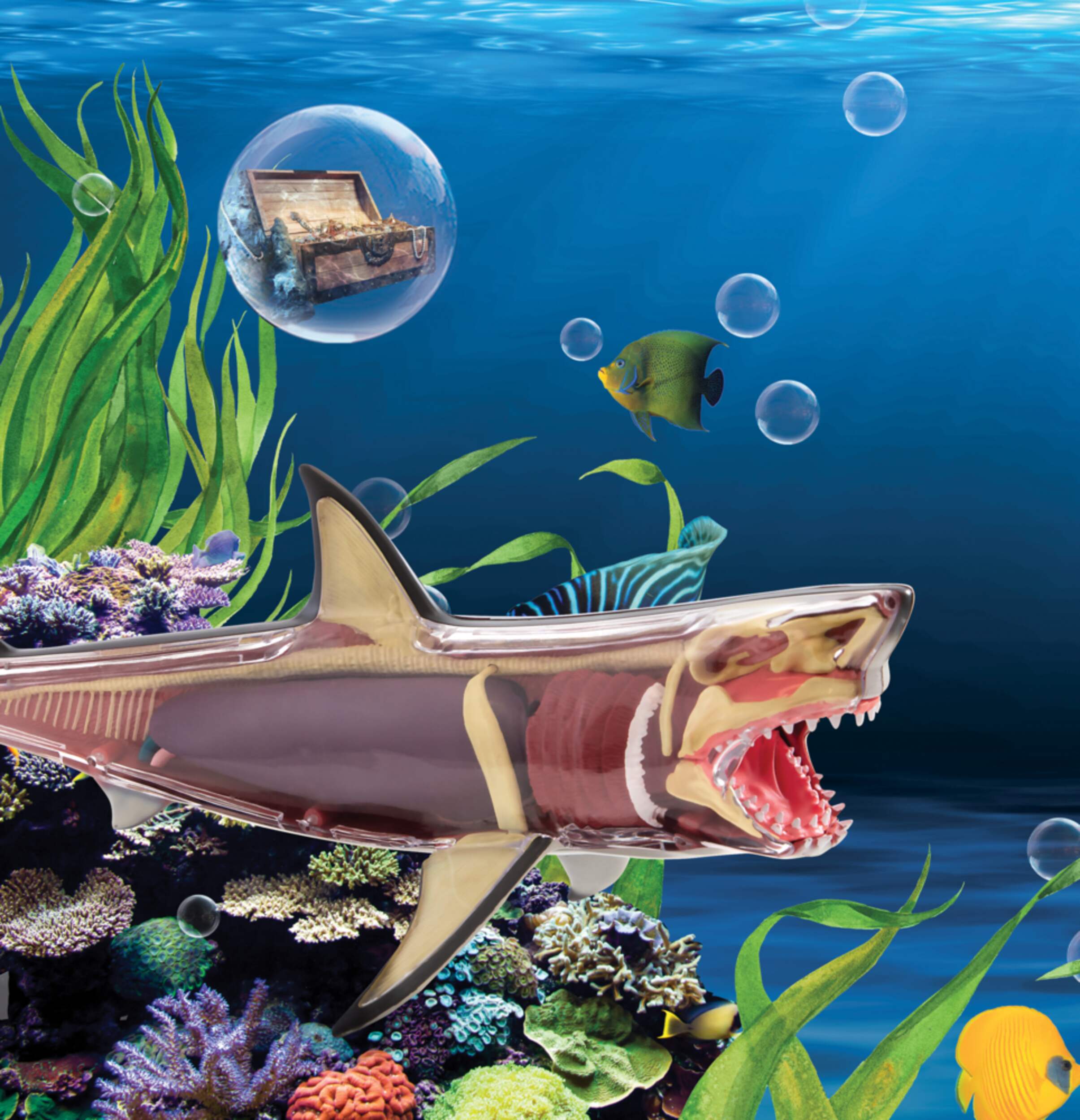 Discovery #Mindblown 4D Vision Shark Anatomy Kit, Ages 6+ | Canadian Tire