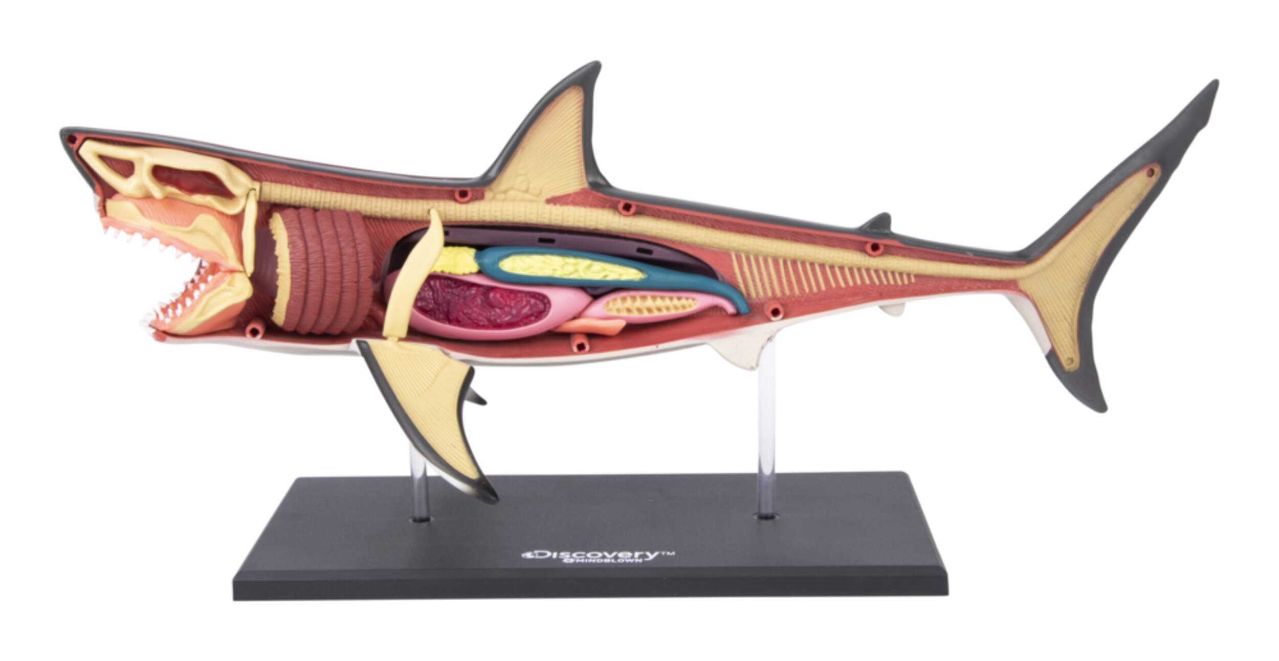 Discovery #Mindblown 4D Vision Shark Anatomy Kit, Ages 6+ | Canadian Tire