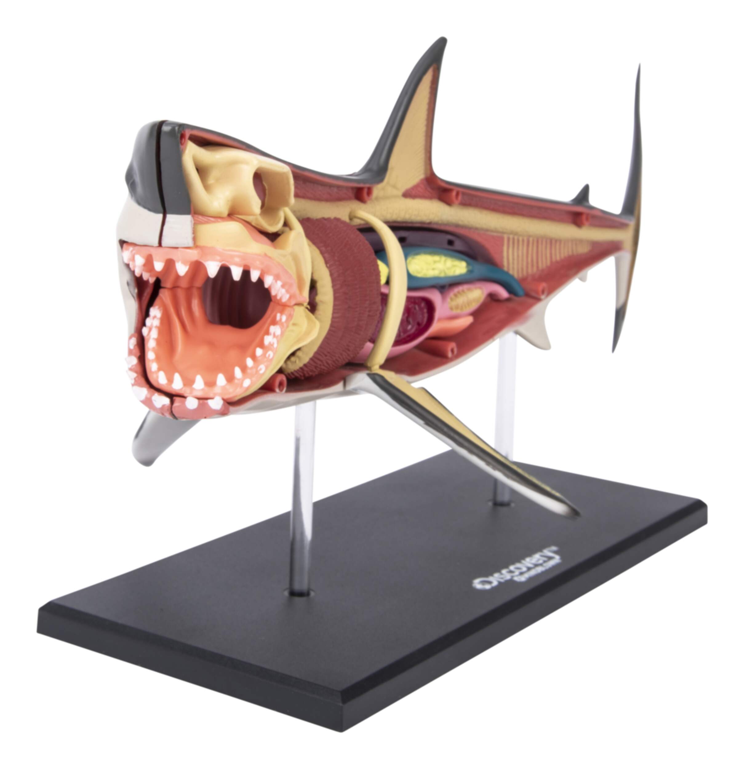 Discovery #Mindblown 4D Vision Shark Anatomy Kit, Ages 6+ | Canadian Tire