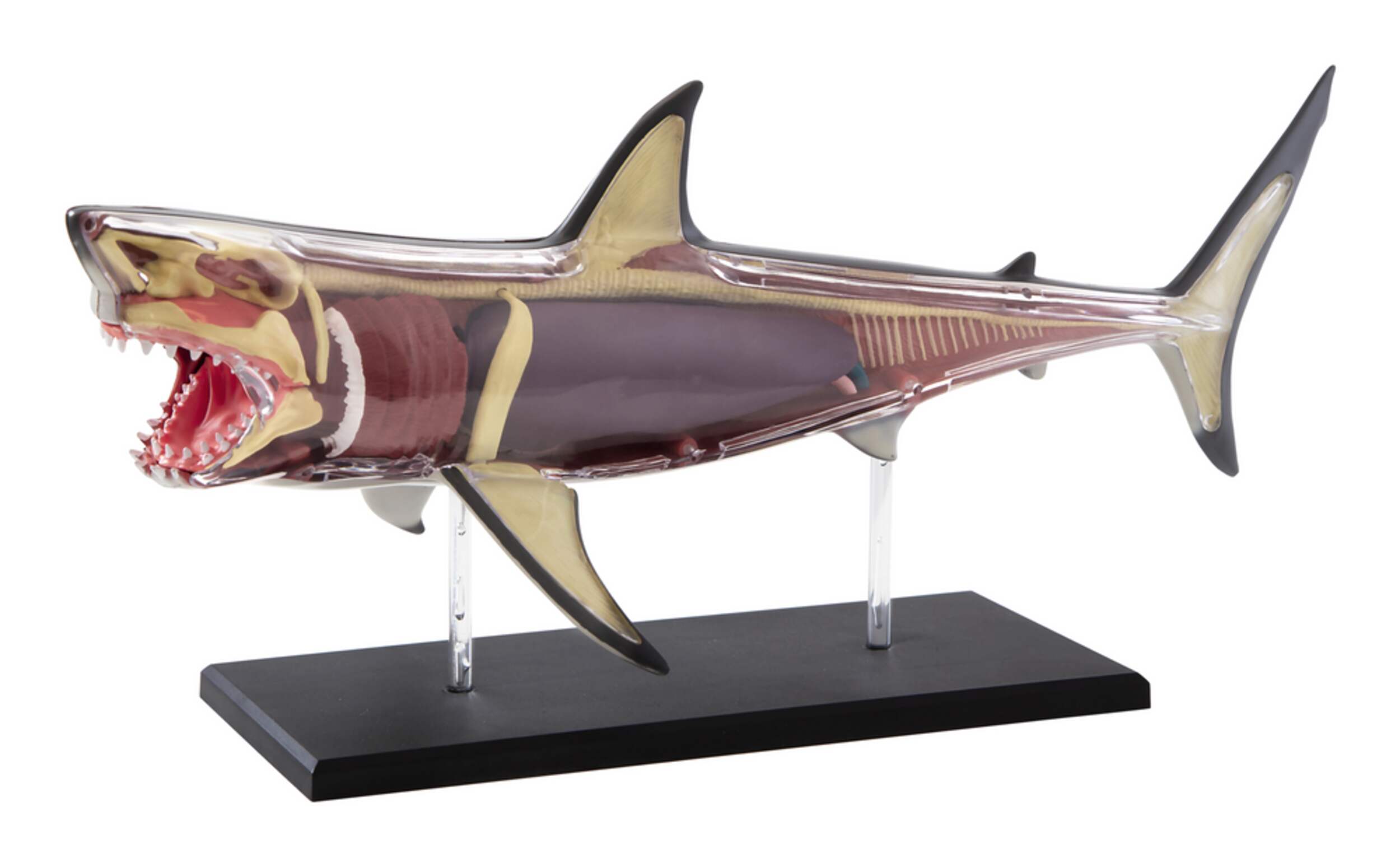 Discovery #Mindblown 4D Vision Shark Anatomy Kit, Ages 6+ | Canadian Tire